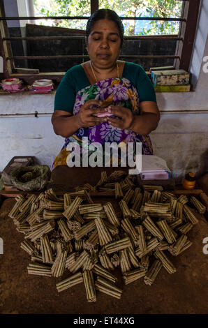Indian Beedies / Beedi / Cigarettes Stock Photo - Alamy