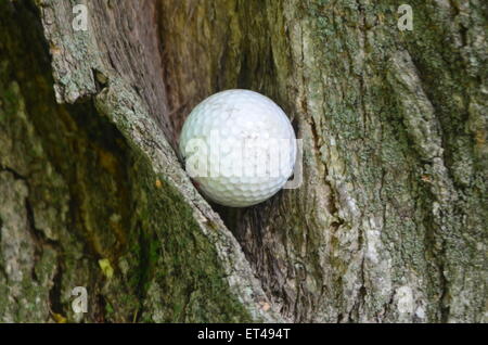 Golf ball stuck a tree Stock Photo - Alamy