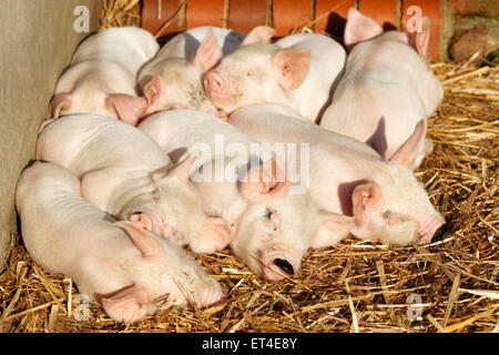 Middle White Piglets sleeping on a bed of straw Stock Photo - Alamy