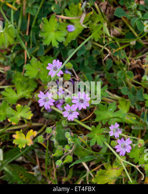 Dove's-foot cranesbill, Geranium molle, pink flowers and leaves Stock ...