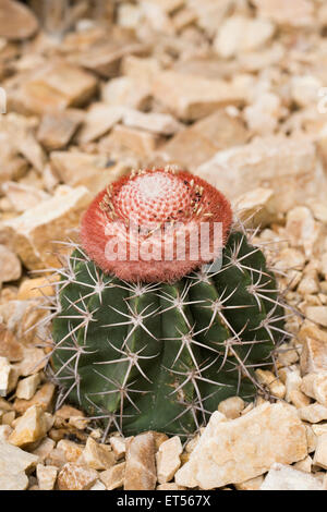 Turks Cap Cactus, Melocactus intortus, growing on a rocky hillside in ...