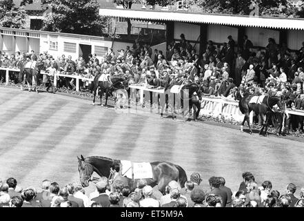 The runners in the 1971 Andy Capp Handicap in the parade ring before ...