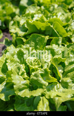 Field of green fresh lettuce growing at a farm Stock Photo - Alamy