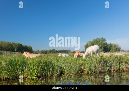 Typical Dutch cows in landscape with water and pastures Stock Photo - Alamy