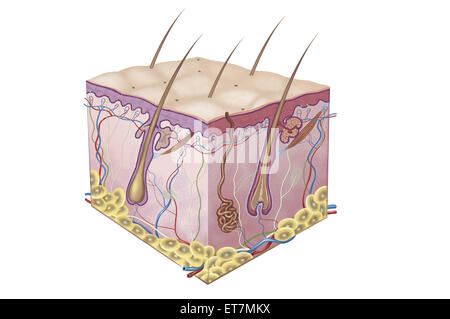Human skin cross section. Digital illustration, 3D render Stock Photo ...
