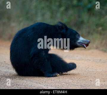 Sloth bear having a scratch and sniffing for ants Stock Photo - Alamy