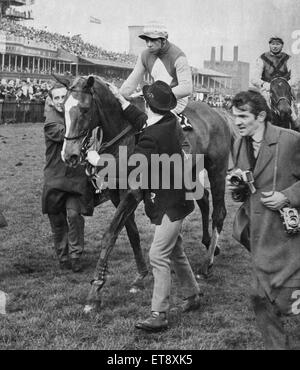 Anglo ridden by Tim Norman being led into the winner's enclosure ...