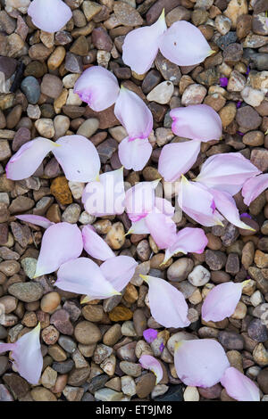 Pink rose and fallen petals on a white background Stock Photo - Alamy
