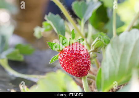 fresh Strawberry plants already ripe to harvest Stock Photo - Alamy