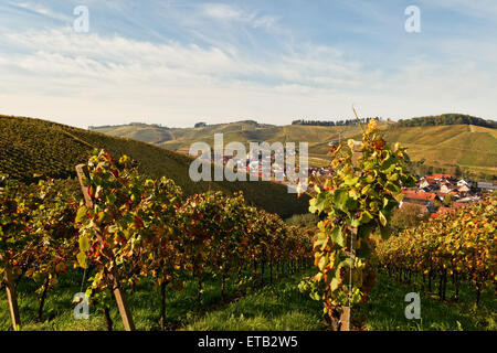 View of vineyards and Durbach village, Ortenau, Baden-Wurttemberg ...