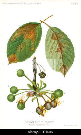 Brown Rot of Cherry, Monilia Fructigena, Plate VI, Report of the ...