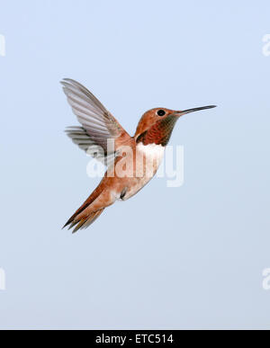 A male Allen's Hummingbird Stock Photo - Alamy