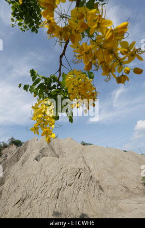golden shower tree Stock Photo - Alamy