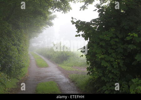 trees and hadges in countryside on a misty day Stock Photo - Alamy