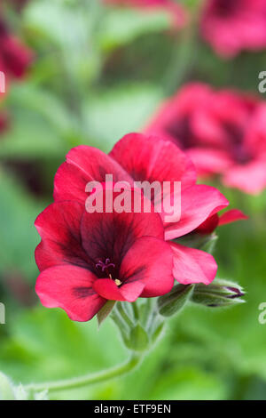 Pelargonium 'Mystery' flower Stock Photo - Alamy