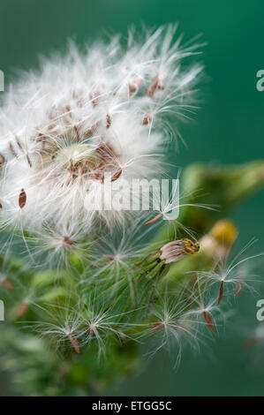 Seed head of a sow thistle (Sonchus sp.). Photographed by the USGS Bee ...