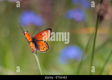 Lustrous Copper Lycaena cupreus Stock Photo - Alamy