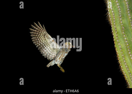 An Elf owl in the cactus in Arizona USA Stock Photo - Alamy