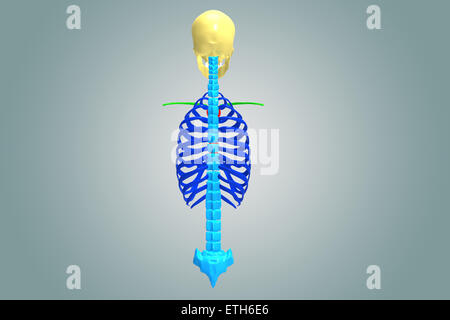 human skeleton parts anatomy 3d illustration Stock Photo - Alamy