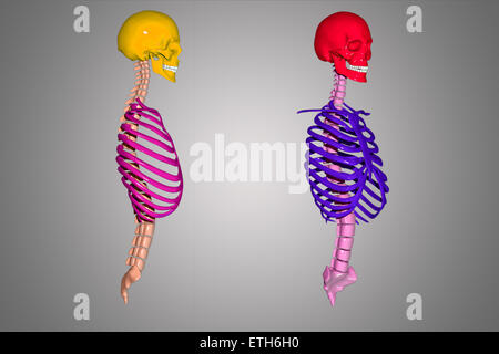 Skull with ribs Stock Photo - Alamy