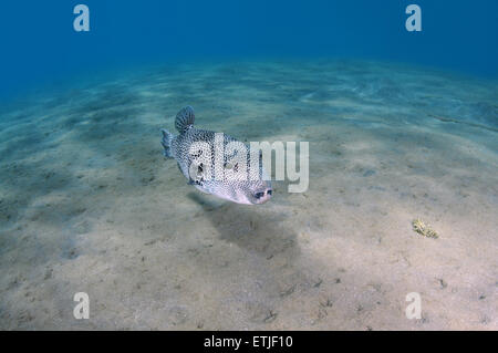 Star blaasop, blacklined blowfish, Blackspotted puffer or Starry ...