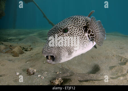 Star blaasop, blacklined blowfish, Blackspotted puffer or Starry ...