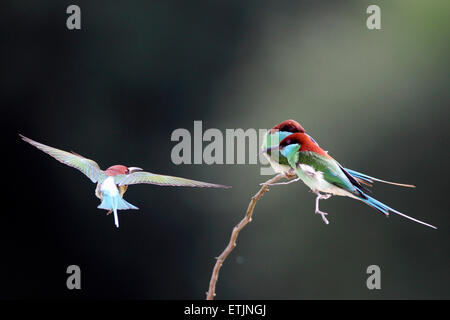 Blue-throated bee-eaters are seen flying or perching on branches at ...