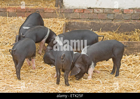 British Saddleback piglets Stock Photo - Alamy