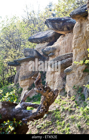 Curious forest in Italy, Piemonte region, close to Cuneo city. The name ...