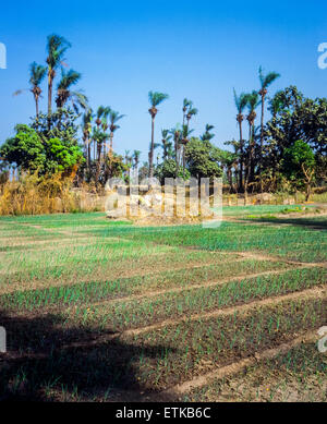 agriculture, paddy, rice cultivation, agricultures, paddies, rice paddy ...