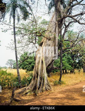 Baobab tree The Gambia Stock Photo: 28968671 - Alamy