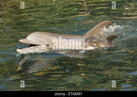 BOTTLENOSE DOLPHIN CALF AND MOTHER, NURSING Stock Photo - Alamy