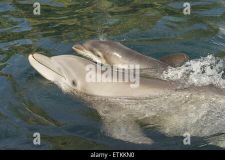 BOTTLENOSE DOLPHIN CALF AND MOTHER, NURSING Stock Photo - Alamy