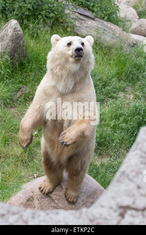 Polar bear - brown bear hybrid / polar bear-grizzly bear hybrid also ...