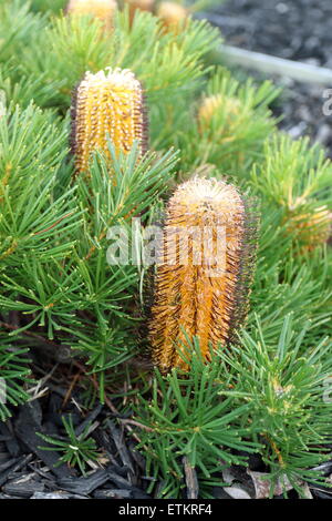 Banksia spinulosa, also known as the hairpin banksia, is a species of ...