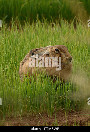 Brown hare (Lepus europaeus) laying amongst stubbles, England Stock ...