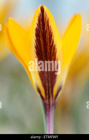 A closeup of a beautiful crocus angustifolius Stock Photo - Alamy