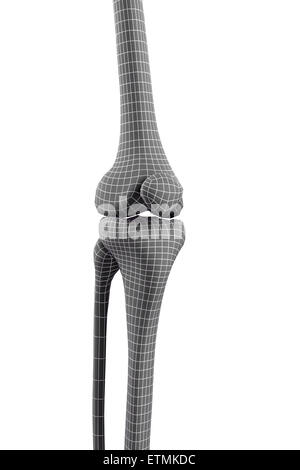 Stylized illustration showing the knee joint Stock Photo - Alamy