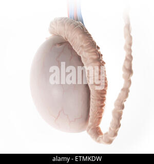 Illustration of a testicle, part of the male reproductive system Stock ...