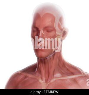 Human anatomy of male facial muscles, profile view Stock Photo ...
