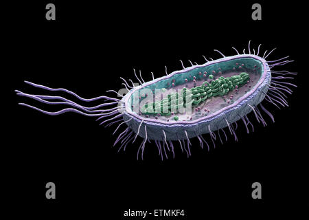 Cross section illustration of a bacteria, showing the inner structure ...