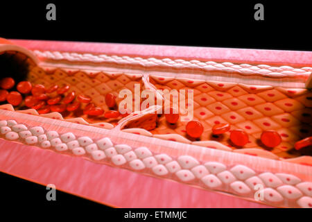 Cross section showing internal anatomy of Tyrannosaurus rex Stock Photo ...