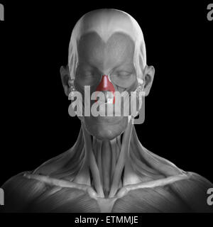 The muscles of the face Stock Photo - Alamy