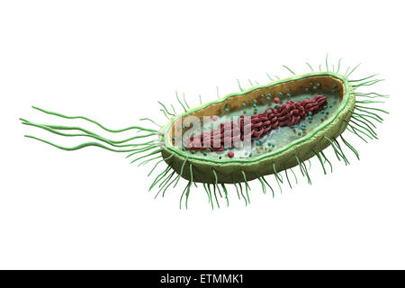 Cross section illustration of a bacteria, showing the inner structure ...