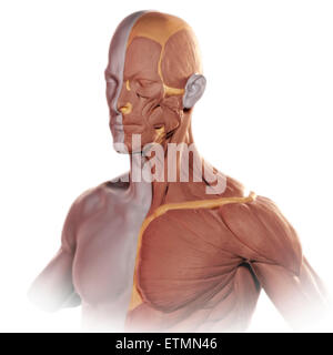 Stylized image of the muscles of the face and upper body, in the Stock ...