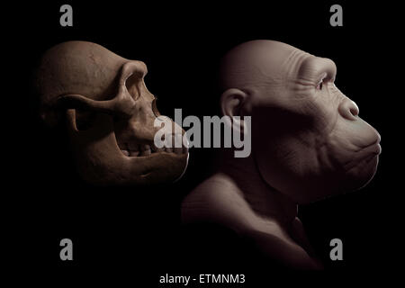 Illustration of an Australopithecus skull. Australopithecus is an ...
