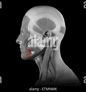 Conceptual image of the muscles of the face with the depressor labii ...