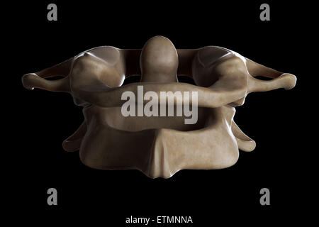 Illustration showing the atlas and axis vertebrae of the neck Stock ...