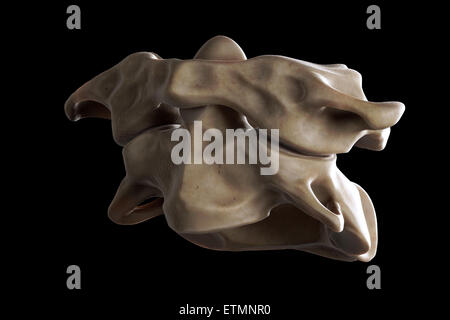 Illustration showing the atlas and axis vertebrae of the neck Stock ...