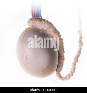 Illustration of a testicle, part of the male reproductive system Stock ...